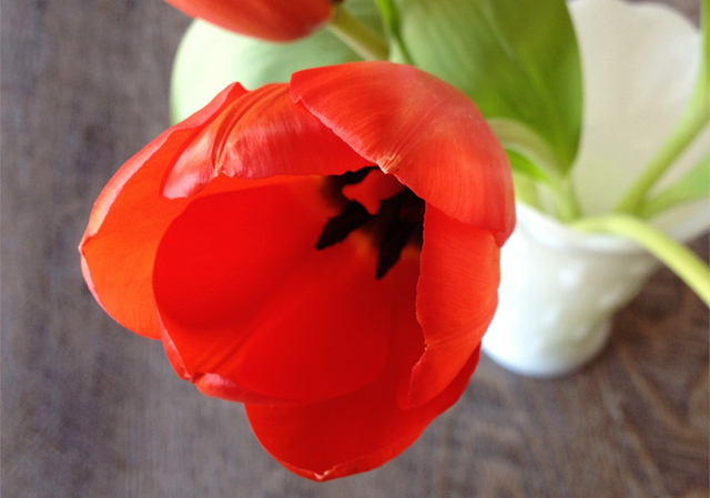 A Spring Favorite: Tulips - Live Laugh Rowe