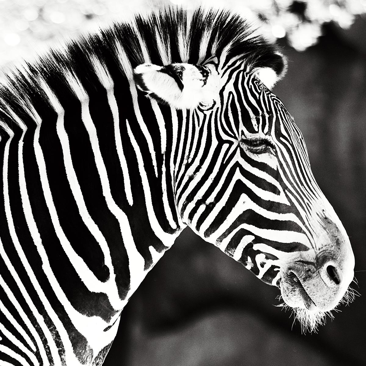 the Weekender - Live Laugh Rowe