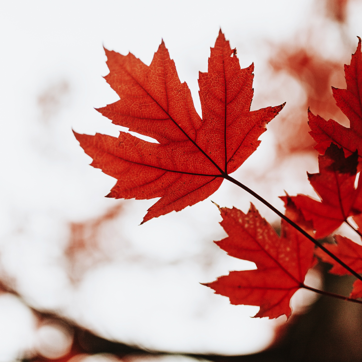 the Weekender - Live Laugh Rowe