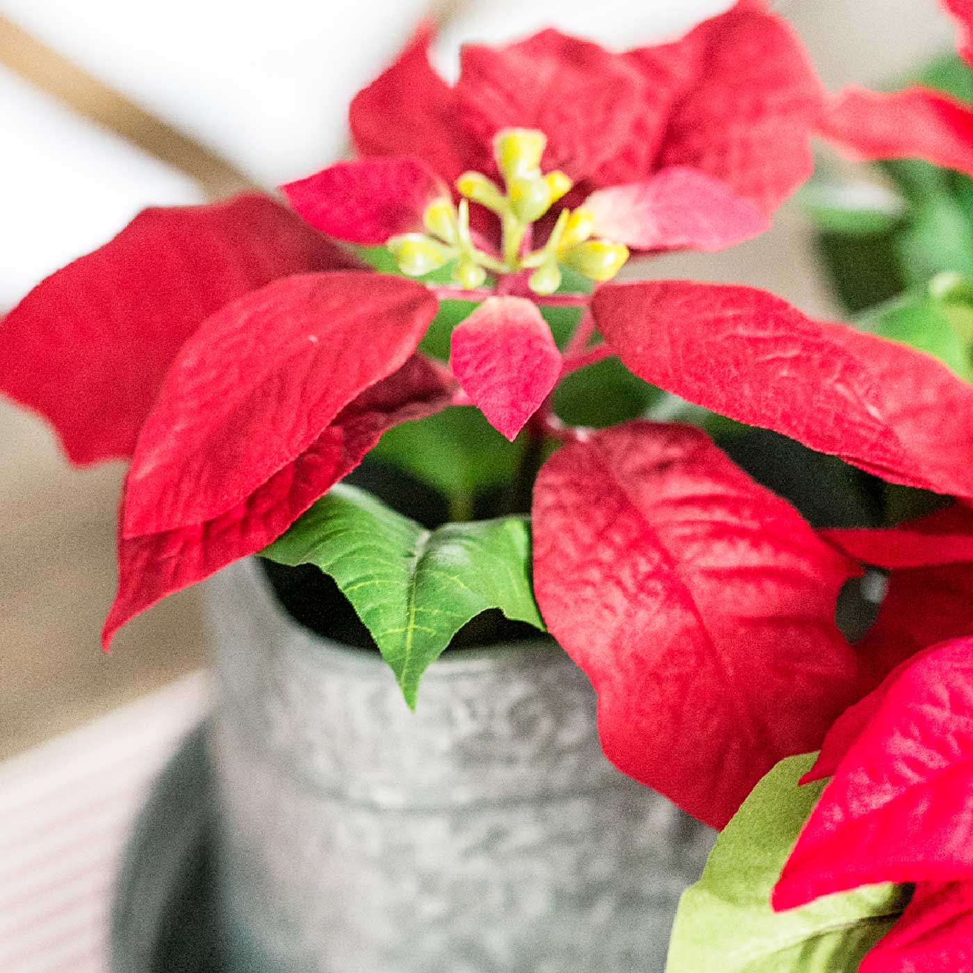 the Weekender - Live Laugh Rowe