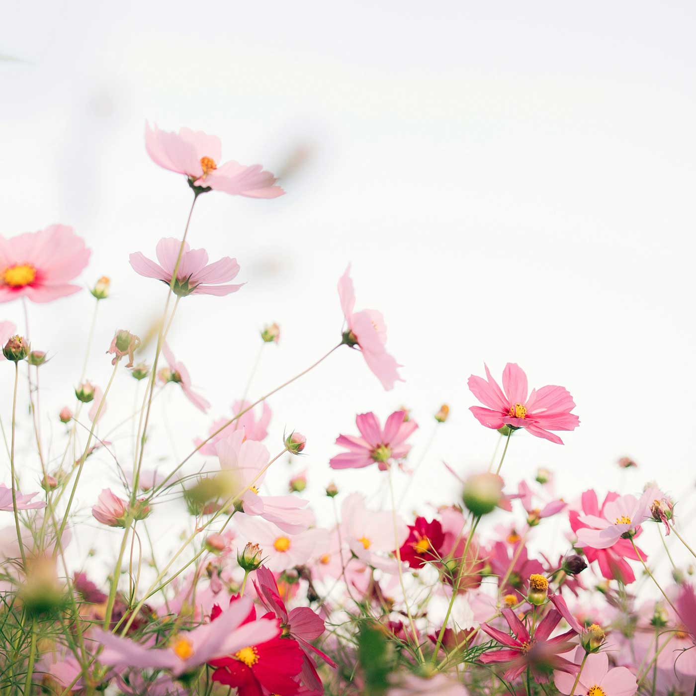 the Weekender - Live Laugh Rowe