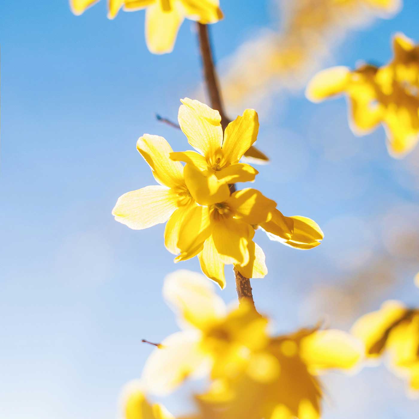 the Weekender - Live Laugh Rowe